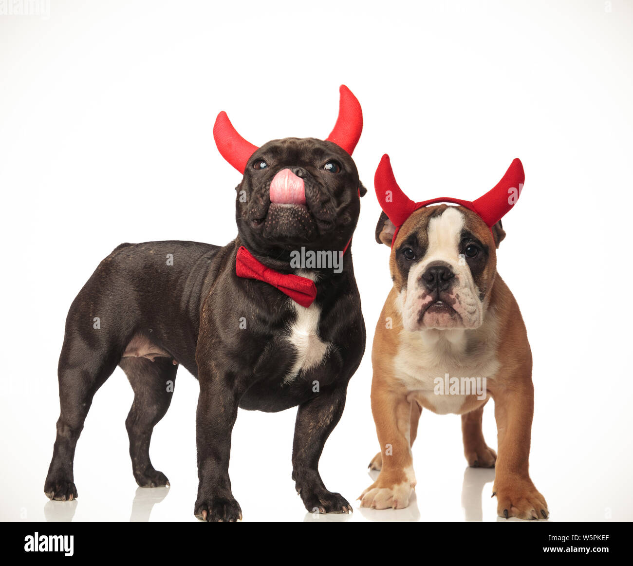 cute couple of devil dogs celebrating halloween, collage image Stock ...
