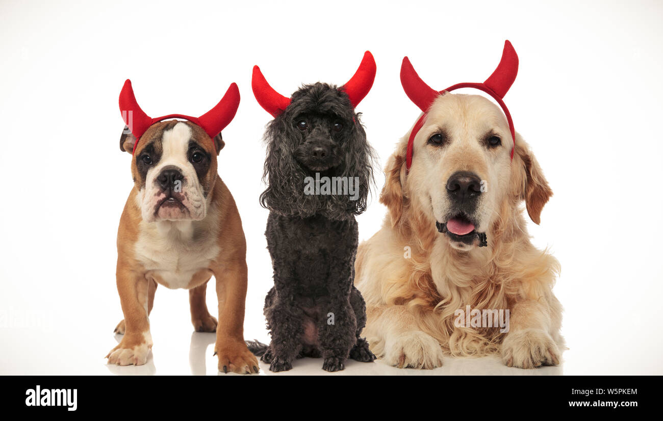 Caniche labrador retriever hi-res stock photography and images - Alamy