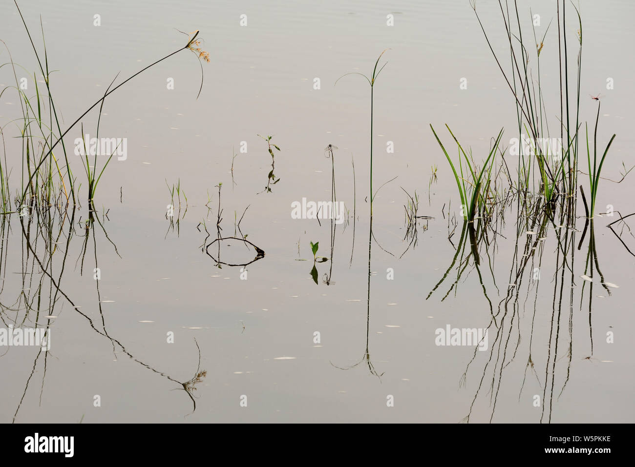 Twigs reflection in water Ghadoi Valsad Gujarat India Asia Stock Photo ...