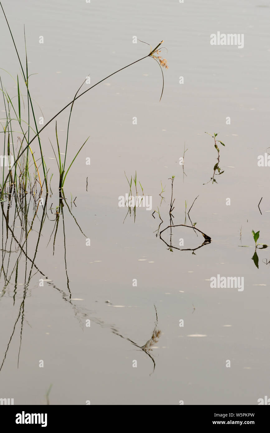 Fine twigs hi-res stock photography and images - Alamy