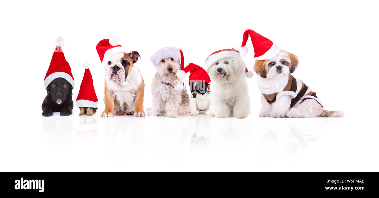 group of seven adorable santa dogs of different breeds sitting and ...