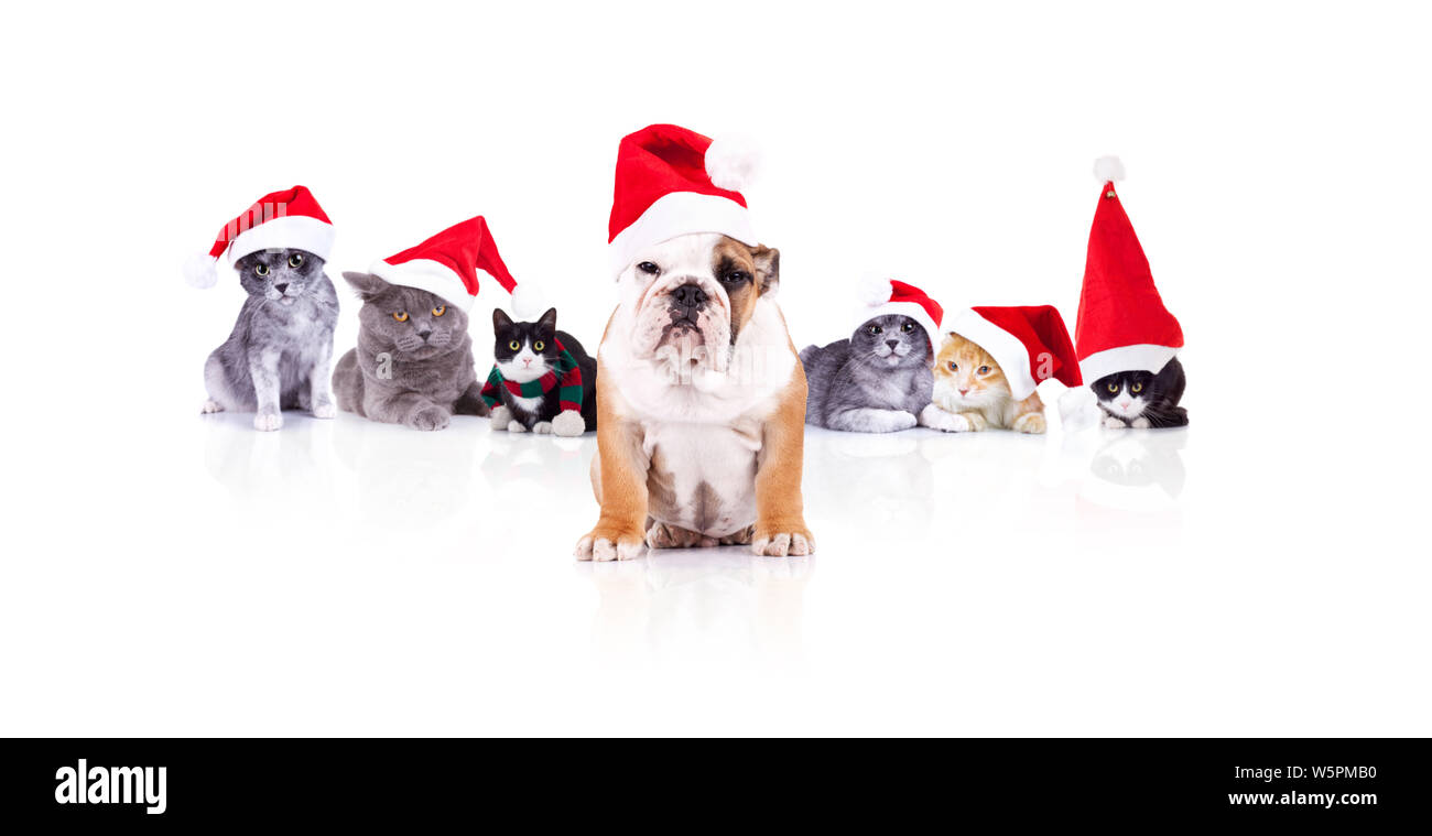 group of six adorable christmas cats with santa dog leader sitting in ...