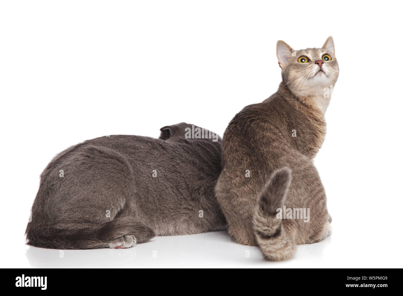 back view adorable cat couple lying and sitting on white background ...