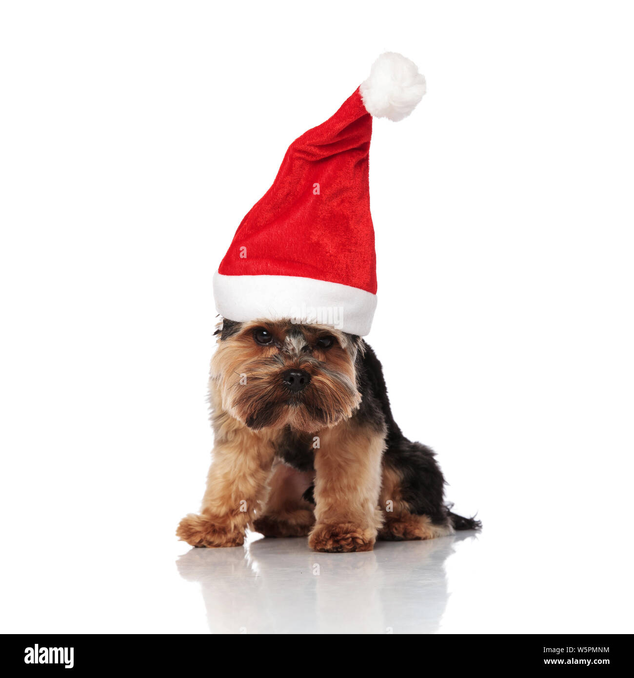 adorable seated yorkshire terrier dressed as santa claus looks down on ...