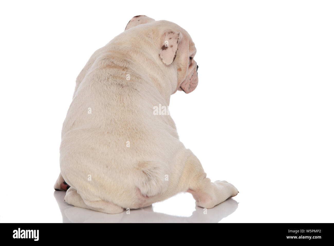 back view of adorable english bulldog sitting on white background and ...