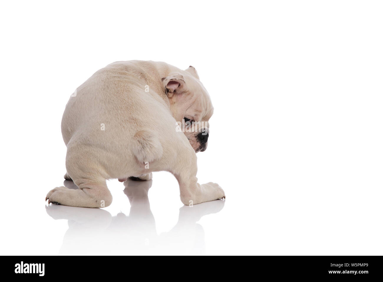 back view of english bulldog pup looking behind while standing on white ...