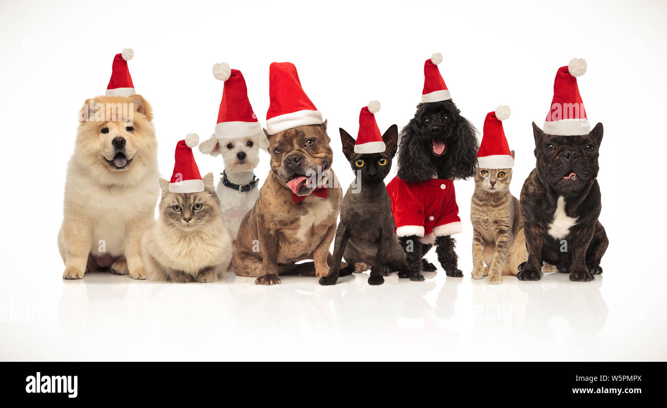 group of eight adorable santa cats and dogs with costumes sitting and ...