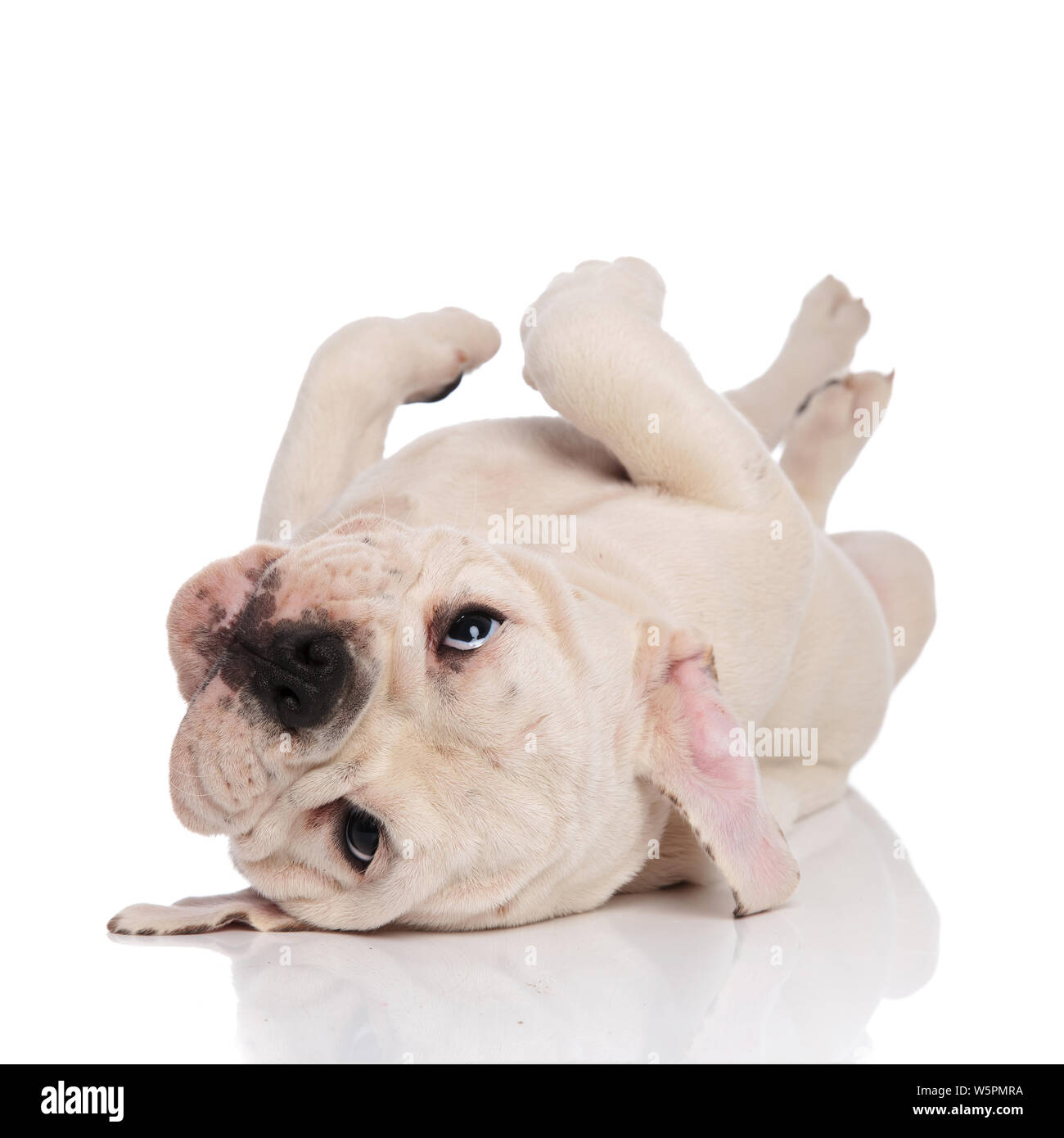 cute playful english bulldog puppy lying on its back on white ...