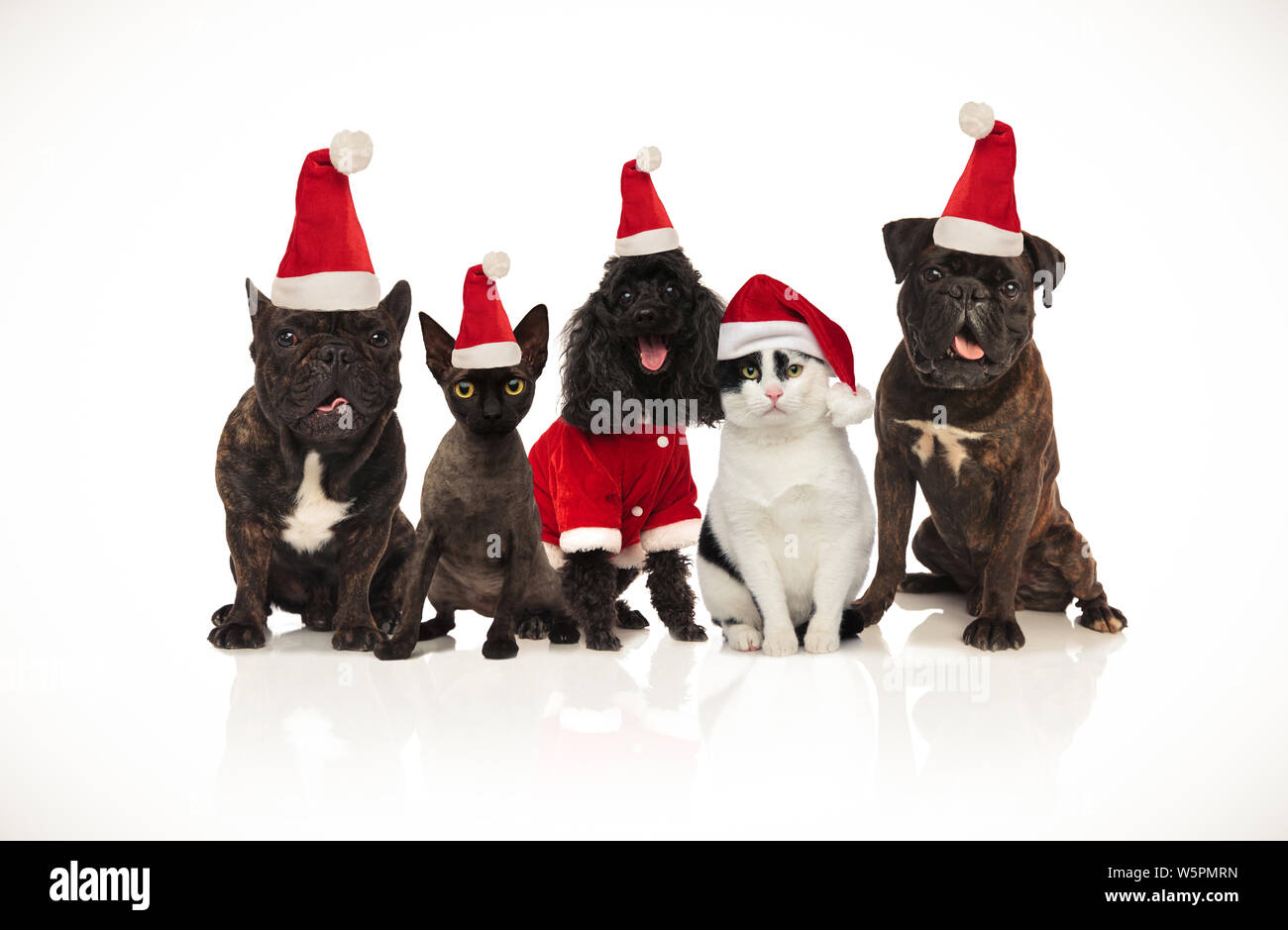 five cute santa cats and dogs of different breeds sitting on white ...