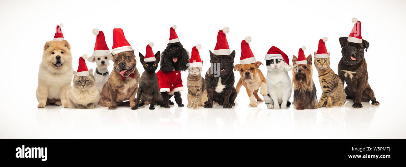 adorable santa pets wearing hats sitting, standing and lying on white ...