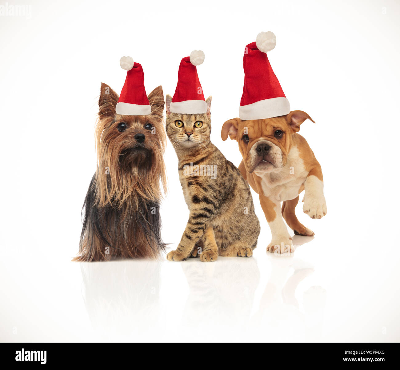 team of three cute christmas pets of different breeds wearing santa ...