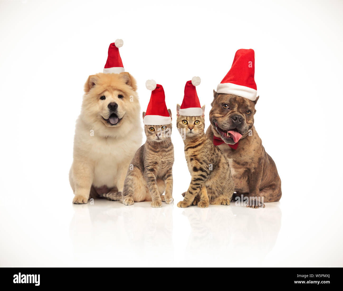 group of four santa cats and dogs of different breeds sitting on white ...