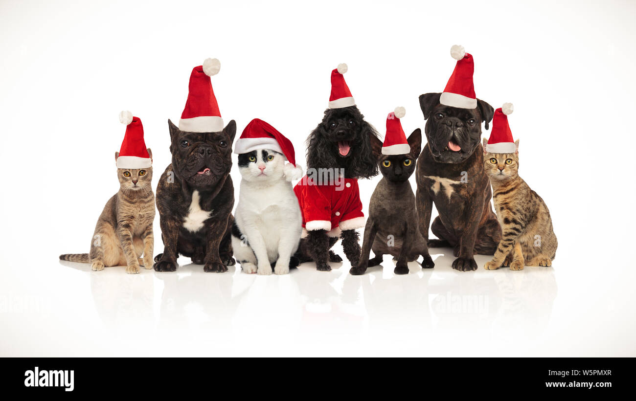 cute team of seven santa pets of different breeds sitting on white ...