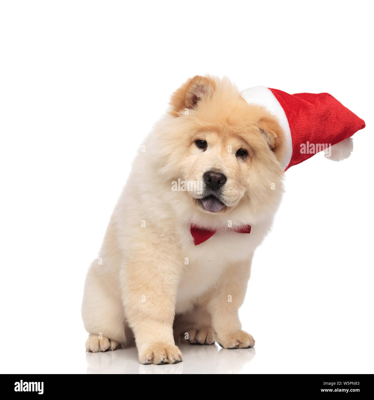 curious santa chow chow with bowtie sits on white background and looks ...
