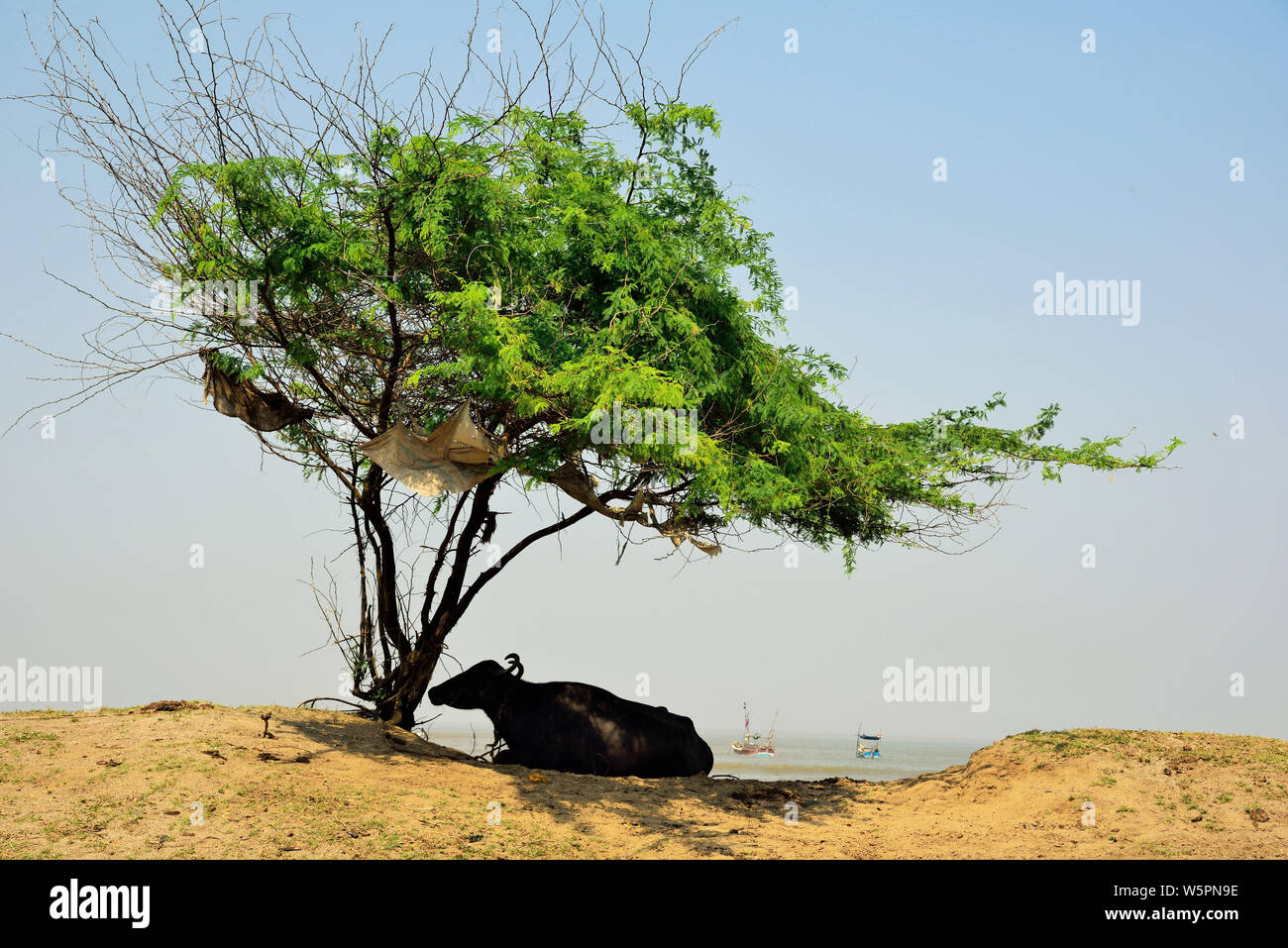 buffalo resting under tree shade Maroli Beach Valsad Gujarat India Asia ...