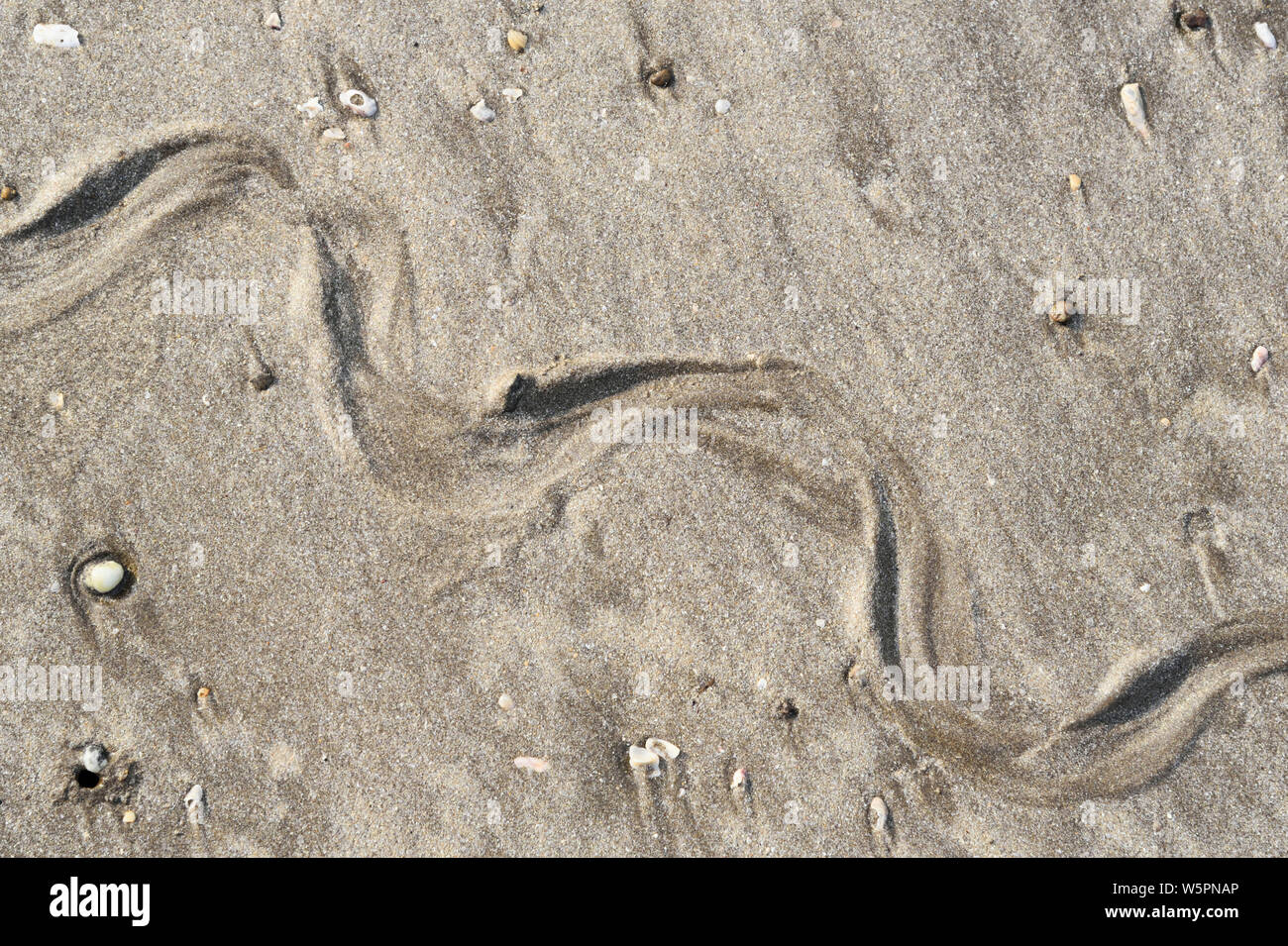 Maroli hi-res stock photography and images - Alamy