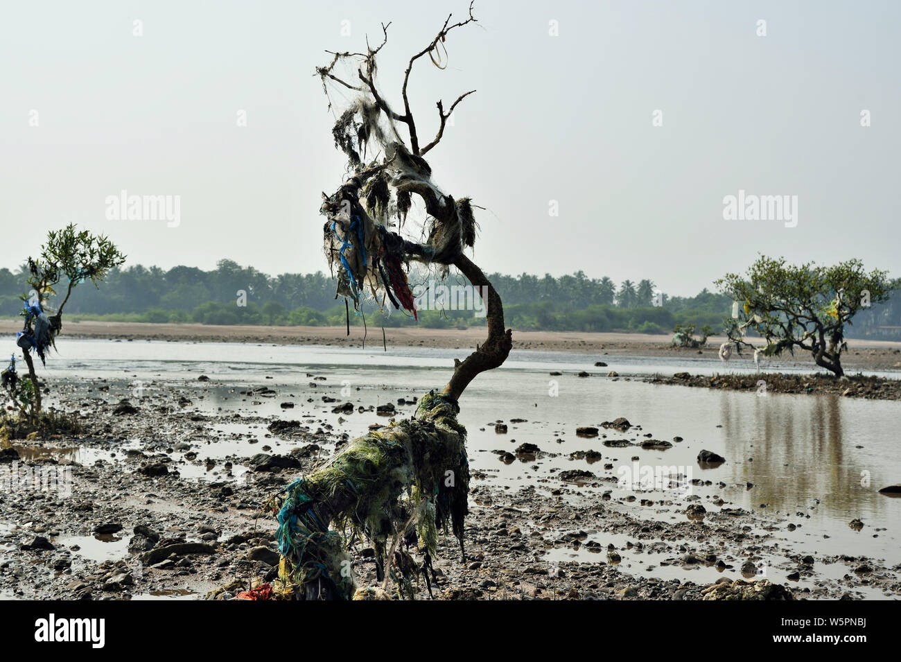 Tree with garbage Maroli Beach Valsad Gujarat India Asia Stock Photo ...