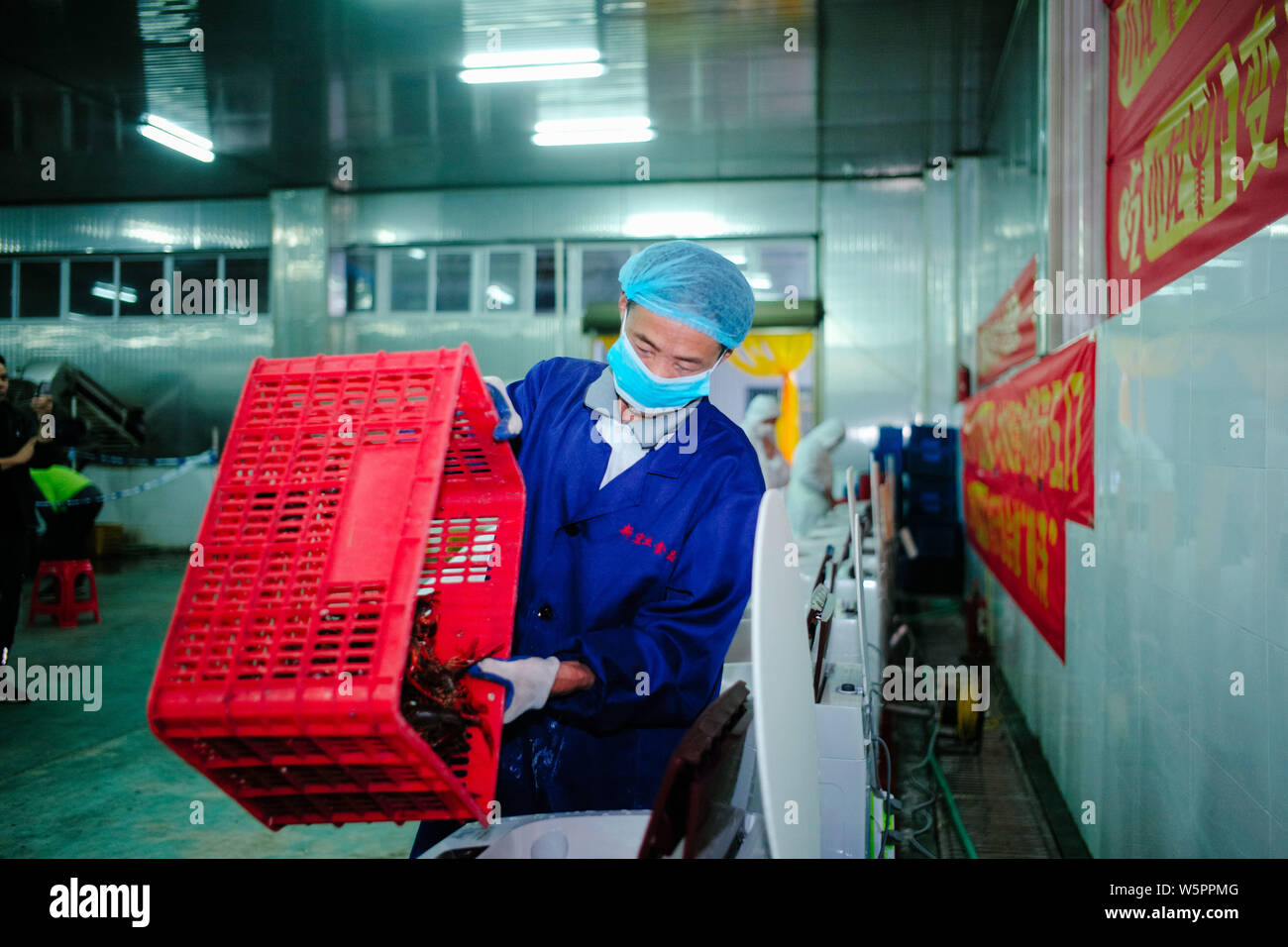 In this undated photo, Chinese workers clean lobsters through using ...