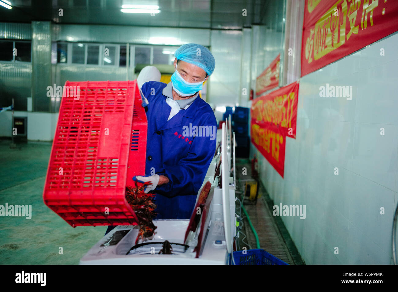 In this undated photo, Chinese workers clean lobsters through using ...