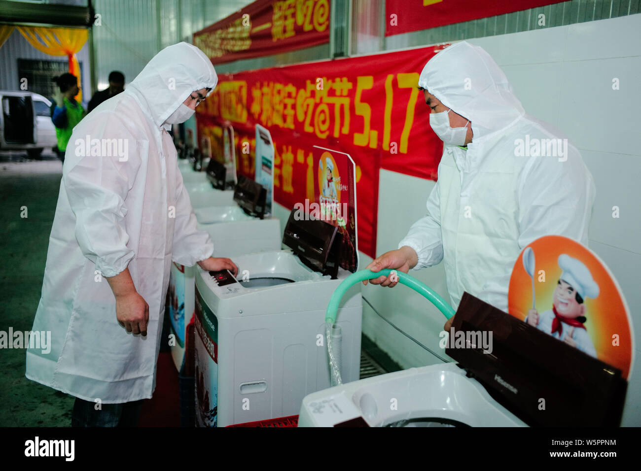 In this undated photo, Chinese workers clean lobsters through using ...