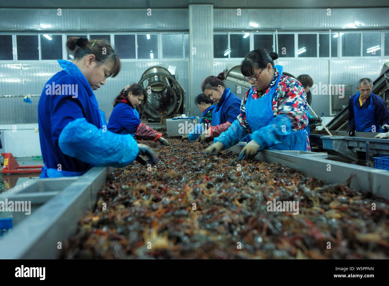 Chinese workers check live lobsters on the assembly line of a factory ...