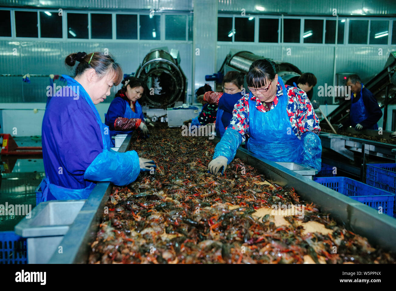 Chinese workers check live lobsters on the assembly line of a factory ...