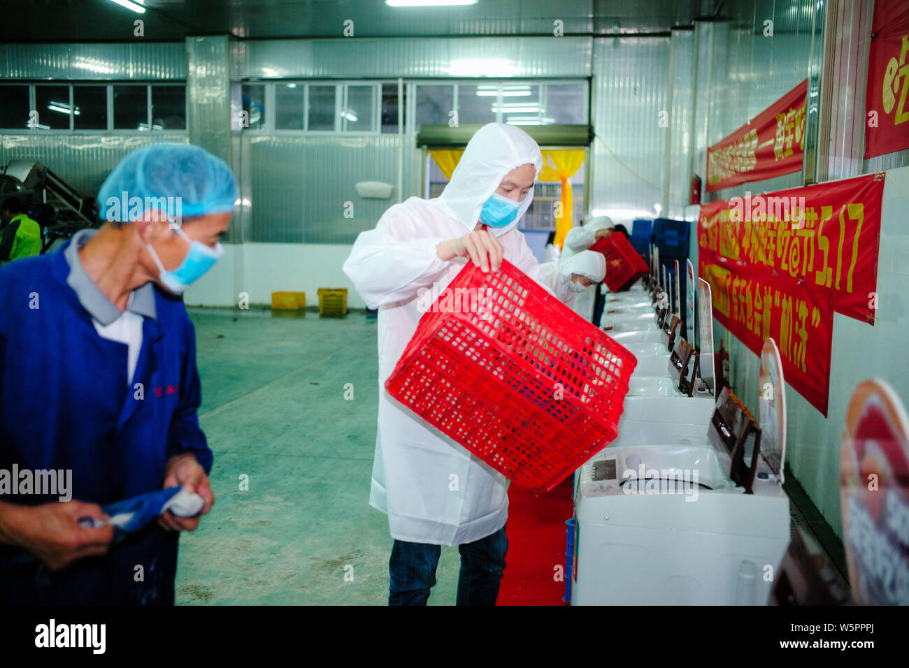 In this undated photo, Chinese workers clean lobsters through using ...