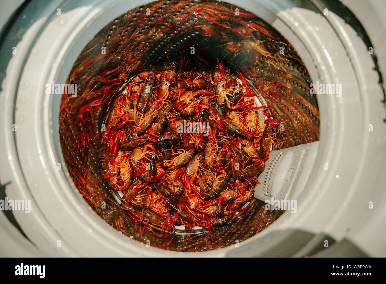In this undated photo, Chinese workers clean lobsters through using ...