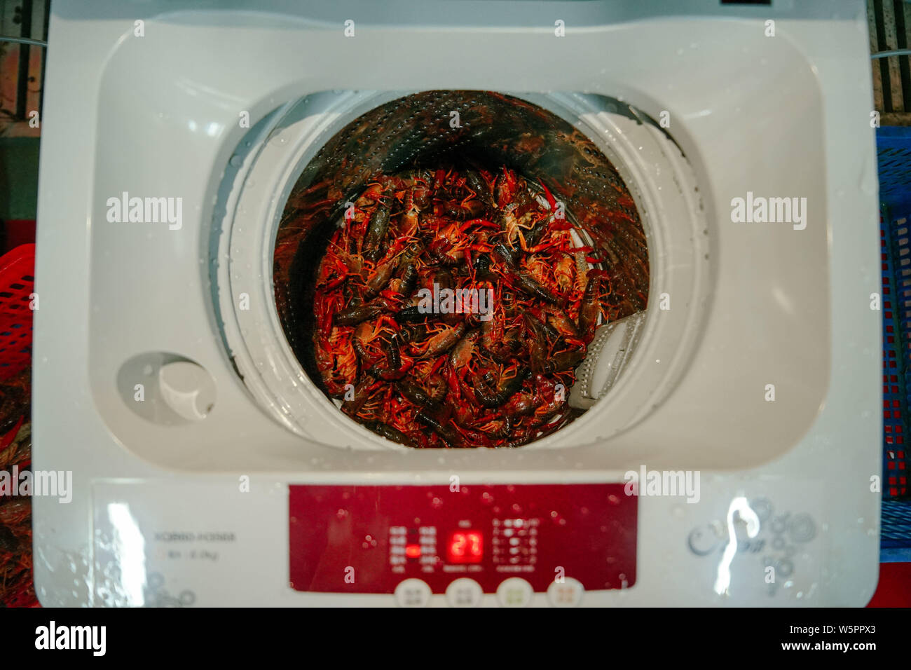 In this undated photo, Chinese workers clean lobsters through using ...