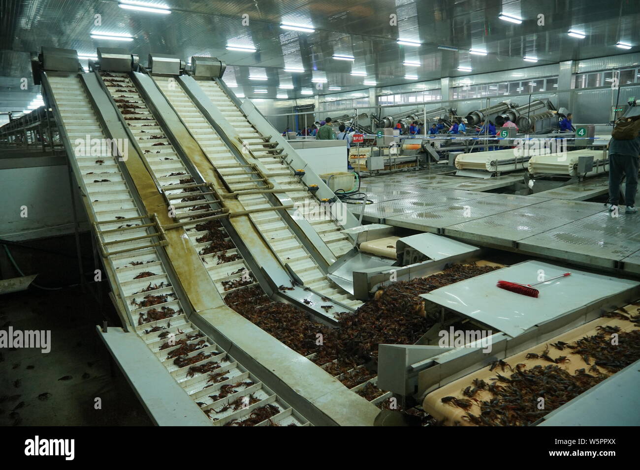 Chinese workers check live lobsters on the assembly line of a factory ...