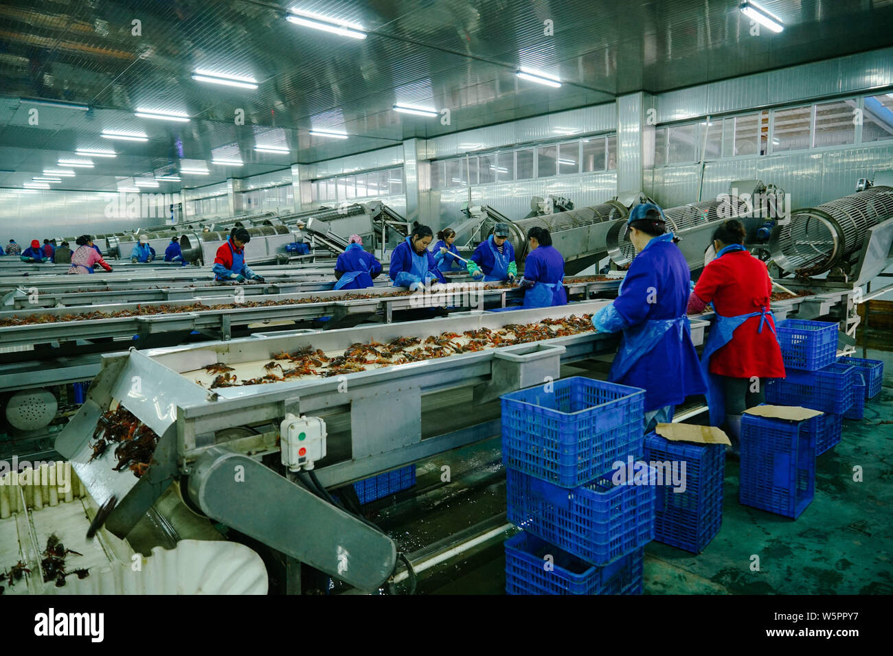 Chinese workers check live lobsters on the assembly line of a factory ...