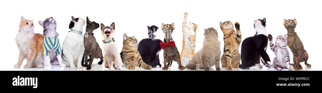 curious group of cute cats looking up while standing and sitting on ...