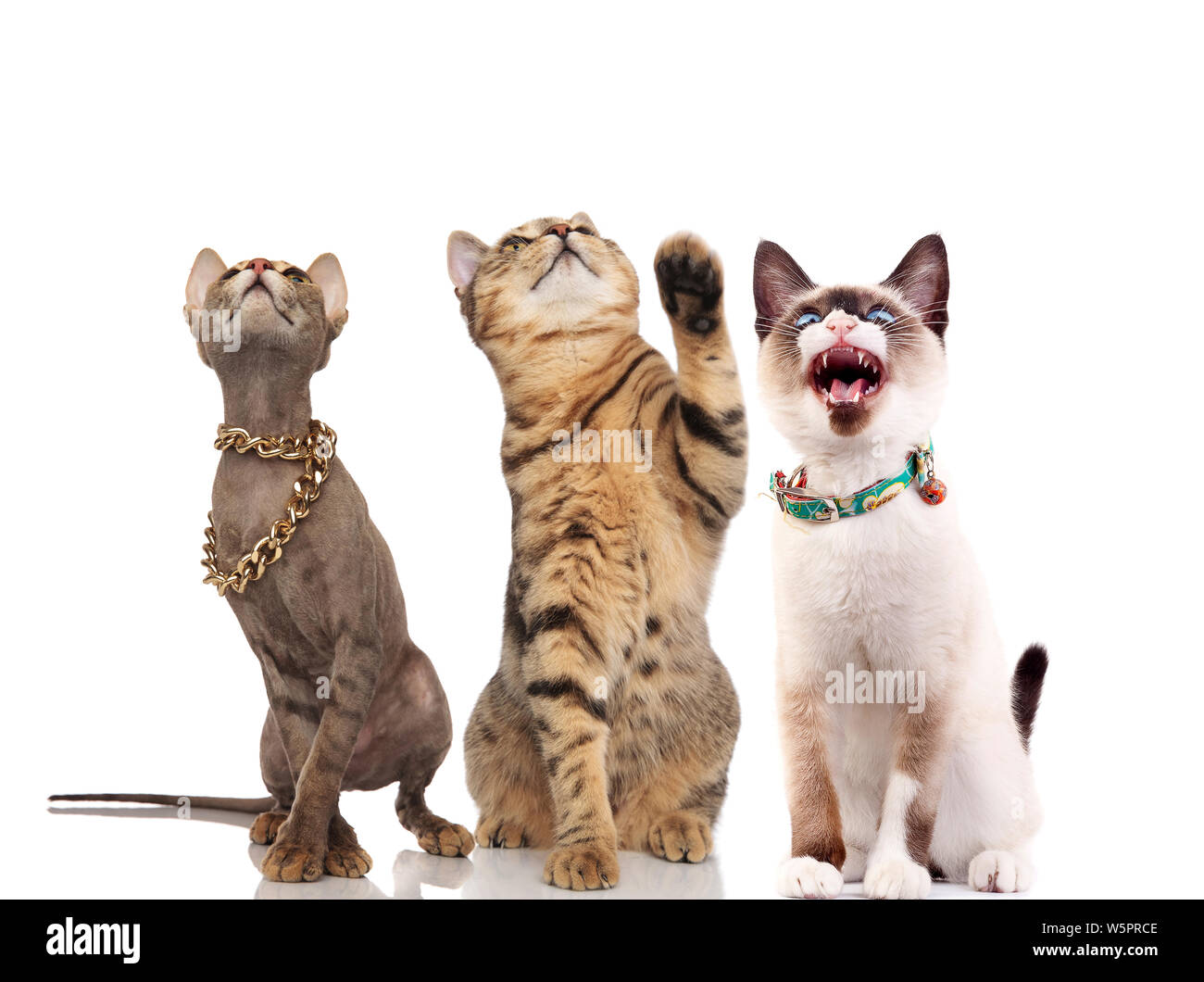 three cute cats look up while sitting and standing on white background ...