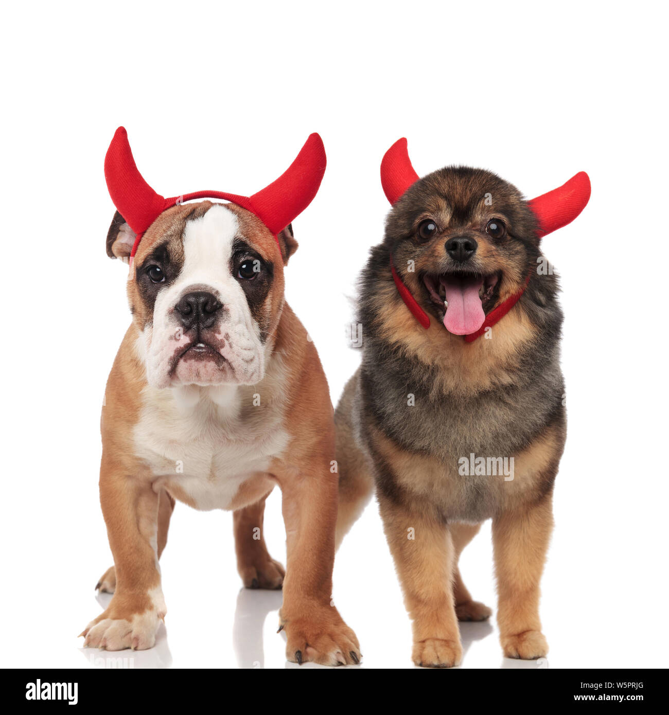 adorable couple of devil english bulldog and pomeranian standing on ...