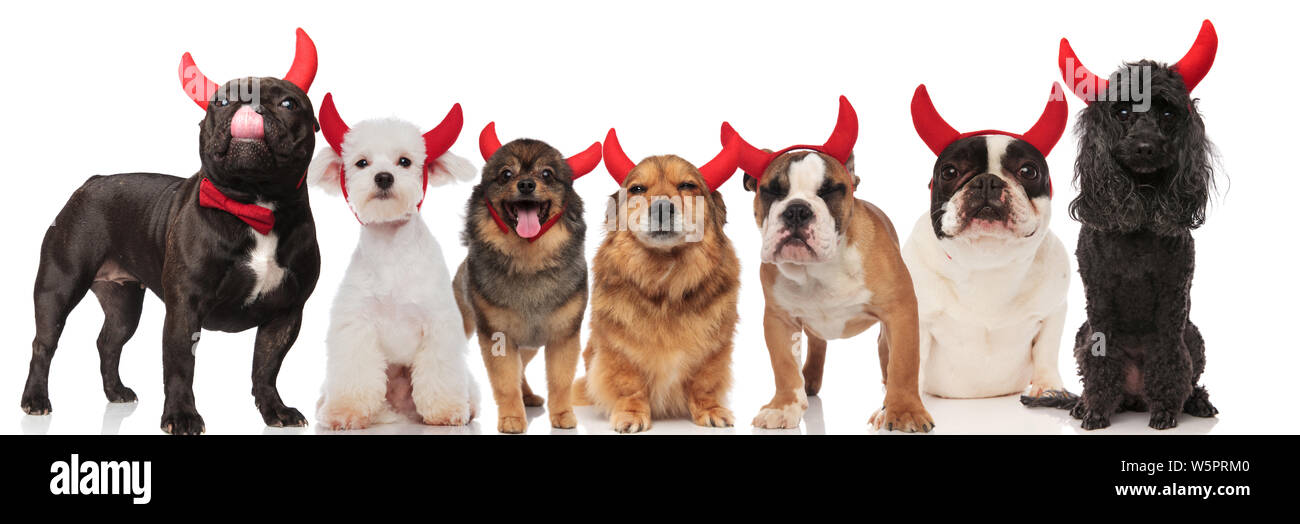 cute group of seven dogs wearing devil horns while standing and sitting ...