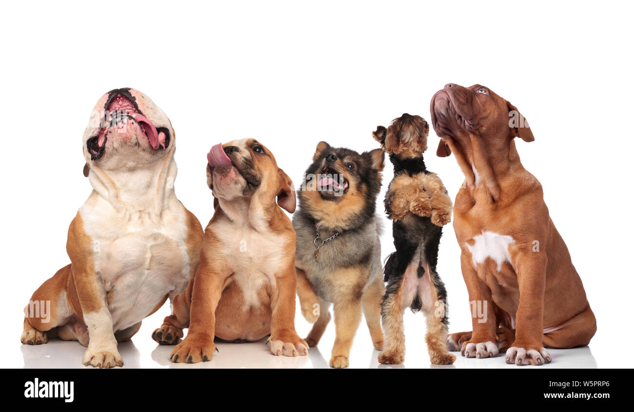 five adorable dogs panting and looking up while standing and sitting on ...