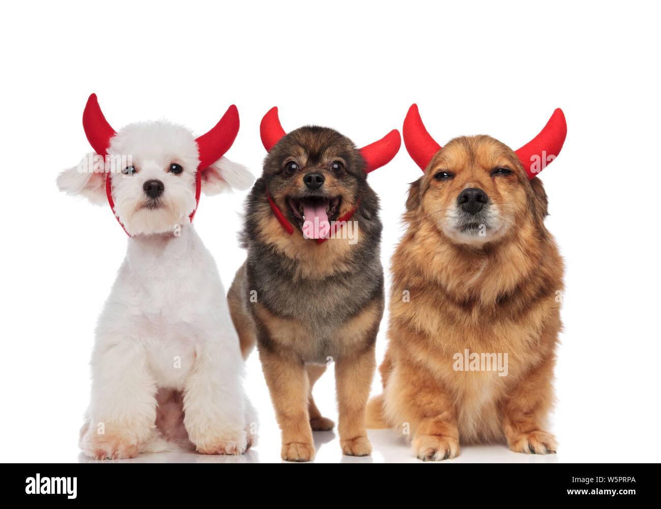 three adorable dogs dressed as devil for halloween standing and sitting ...
