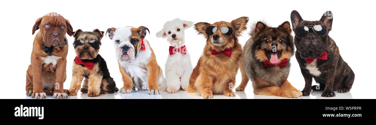 many gentlemen dogs with bowties standing, sitting and lying on white ...