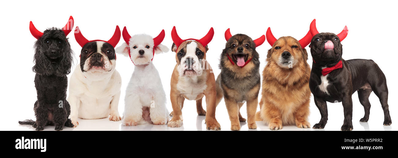 many adorable devil dogs of different breeds standing and sitting on ...