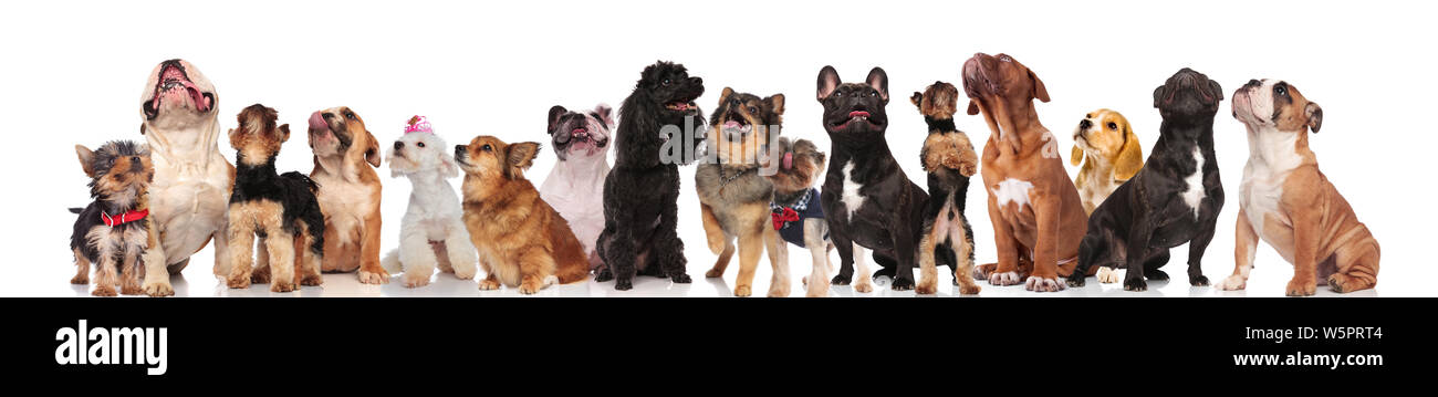 adorable group of many curious dogs of different breeds looking up ...