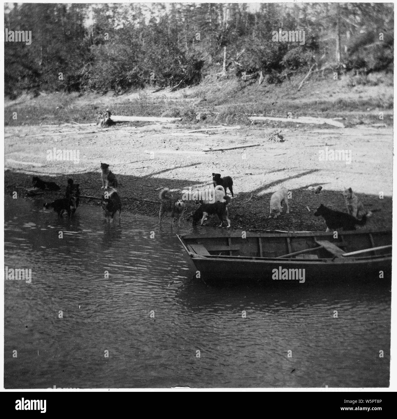 Large group of dogs drinking water from a stream: row boat in the ...