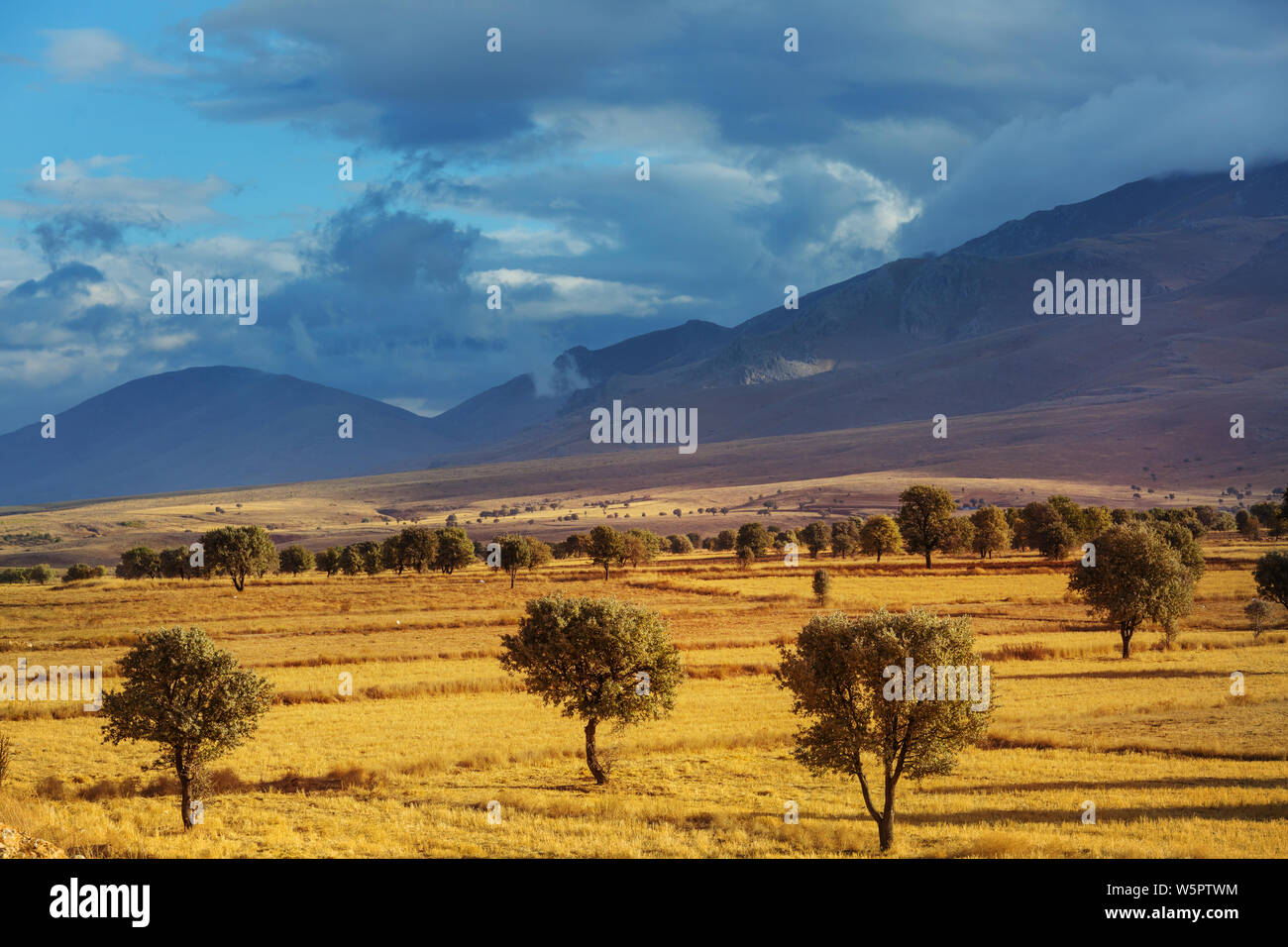Olive trees in storm hi-res stock photography and images - Alamy