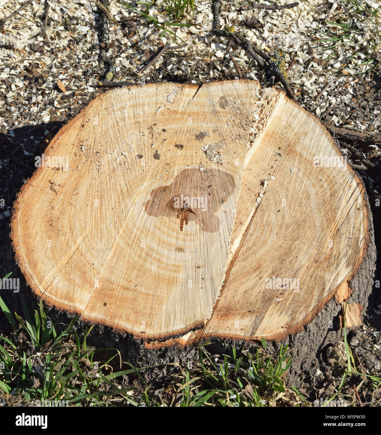 Cut-out tree trunk in the woods Stock Photo - Alamy