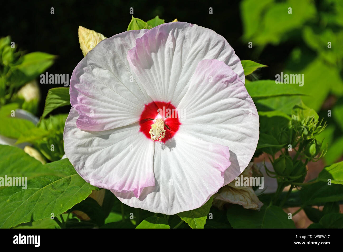 Giant mallow hi-res stock photography and images - Alamy