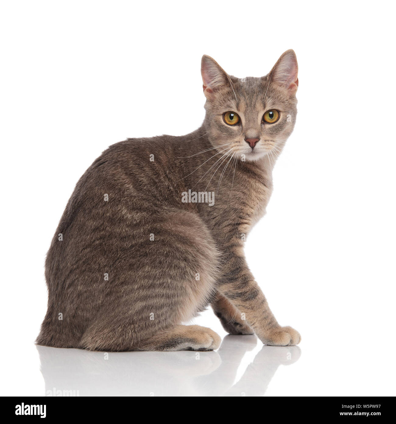 side view of cute grey cat with yellow eyes sitting on white background ...