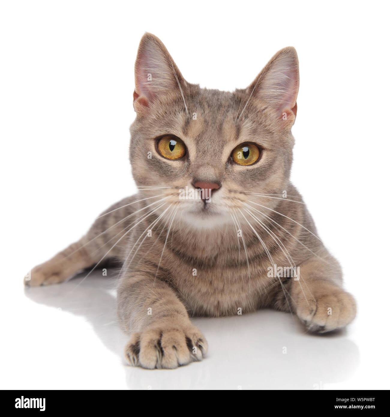 adorable grey kitty with yellow eyes relaxing on white background Stock ...