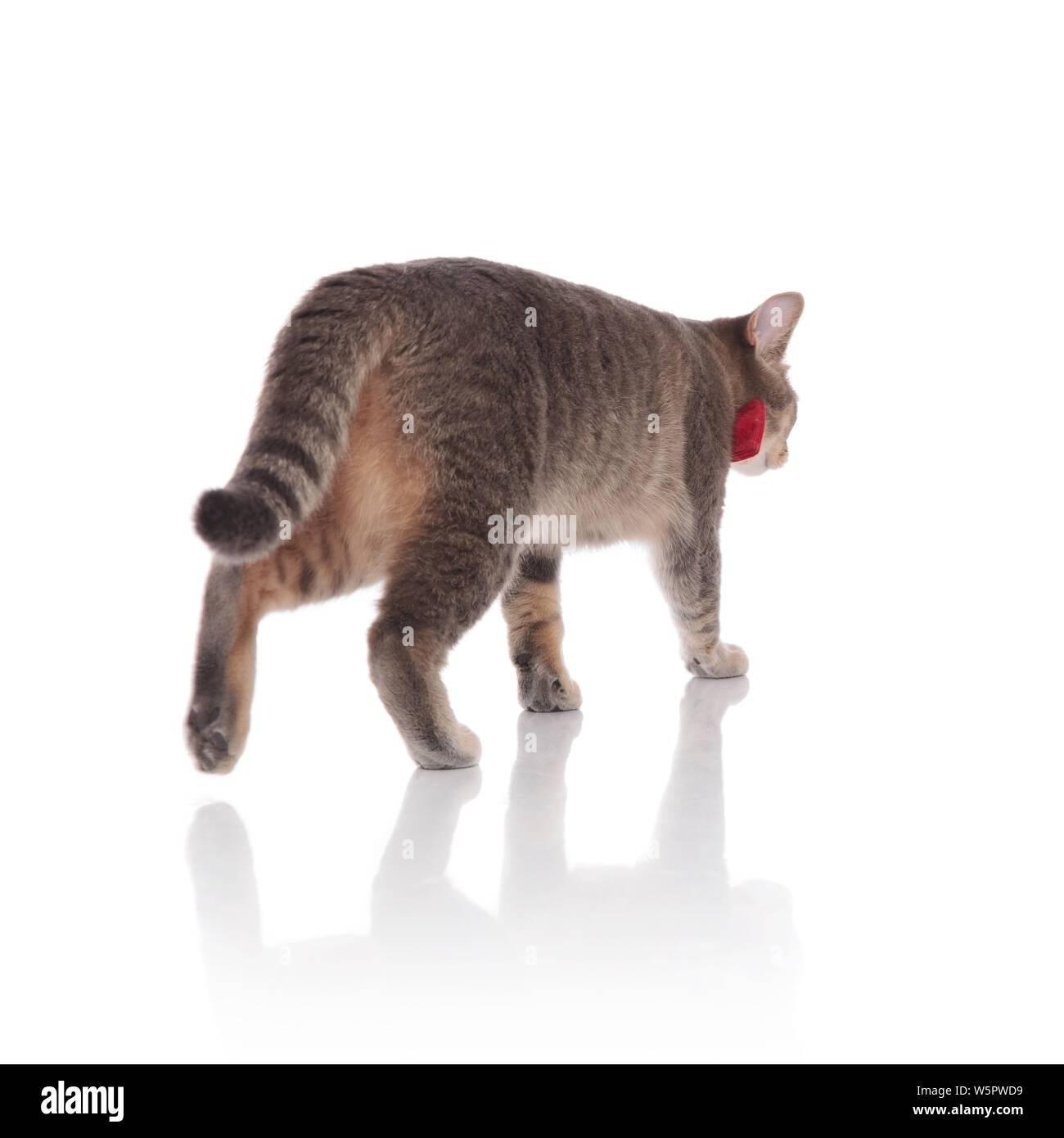 back view of cute cat with red bowtie walking on white background Stock ...