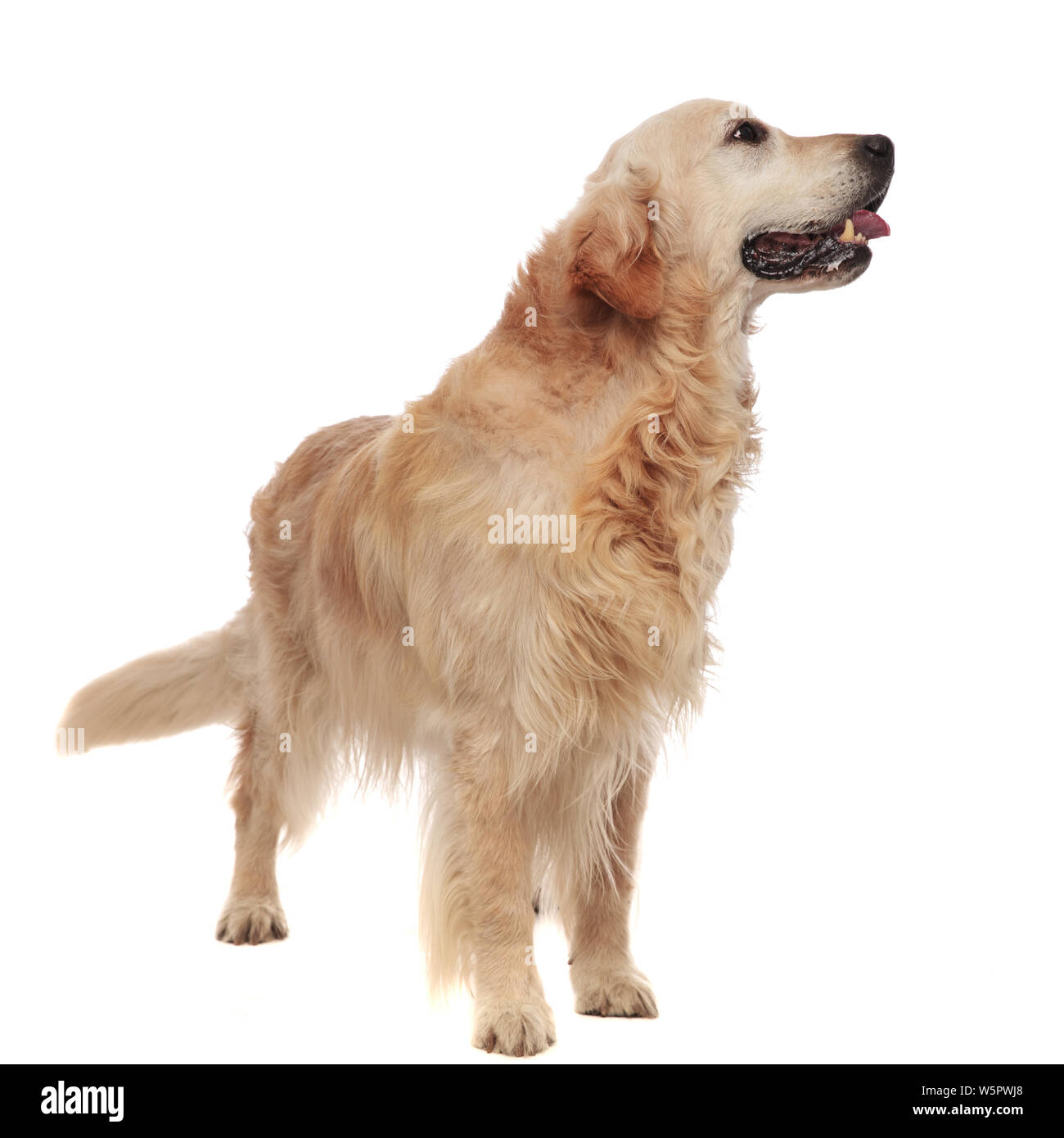 cute panting labrador standing on white background and looking to side ...