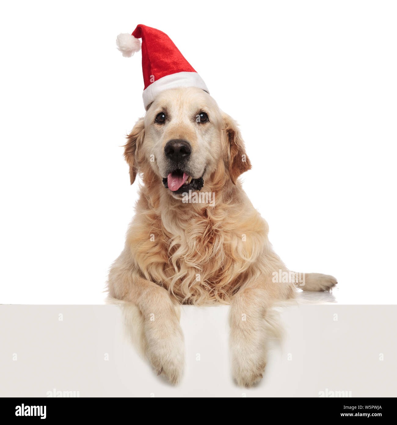 curious santa labrador looks to side while lying on white background ...