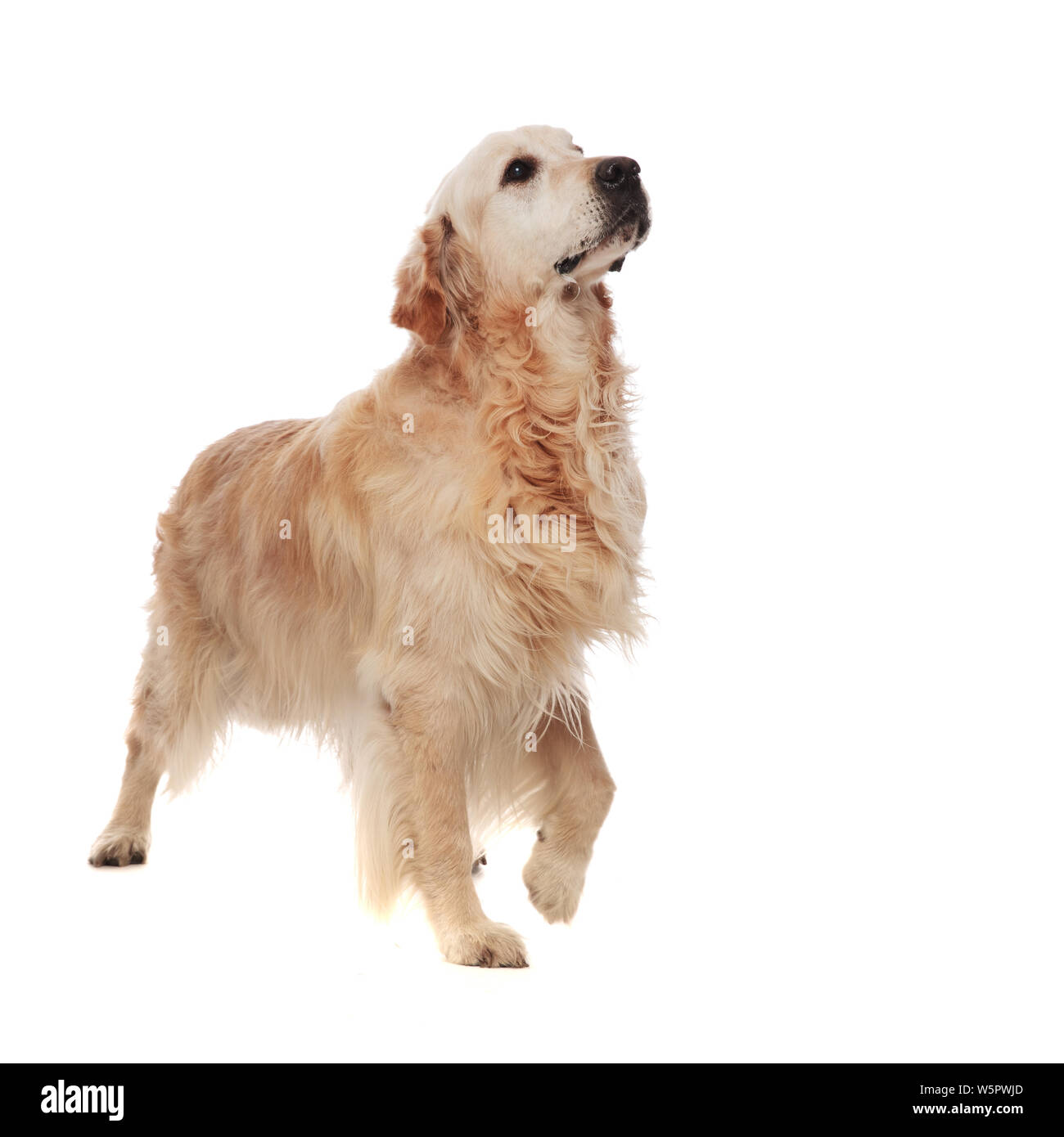 Stepping dog Cut Out Stock Images & Pictures - Alamy
